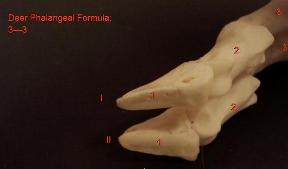 Deer Phalangeal Formula