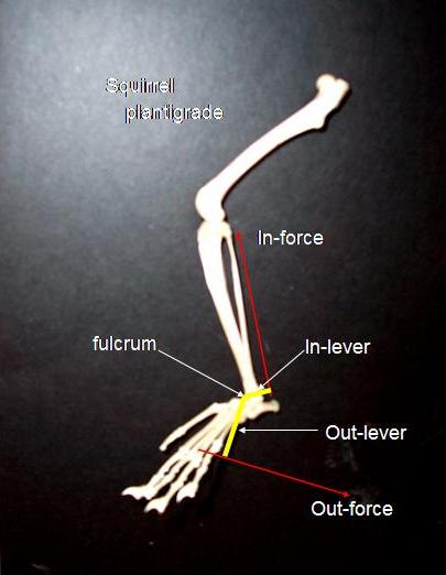 Squirrel Biomechanics