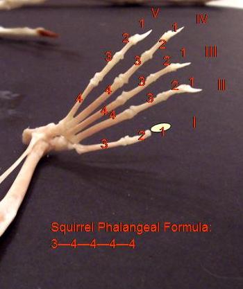 Squirrel Phalangeal Formula