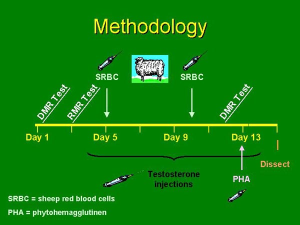 Immunity and Testosterone