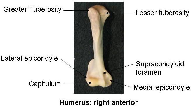 Humerus
