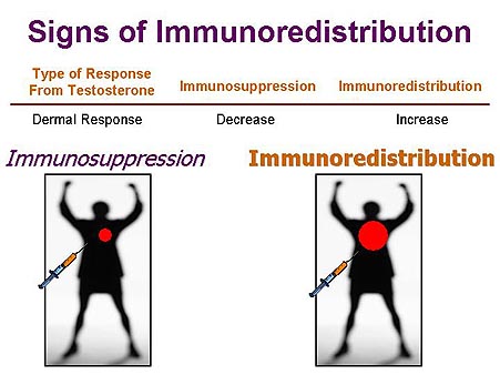Testosterone Research