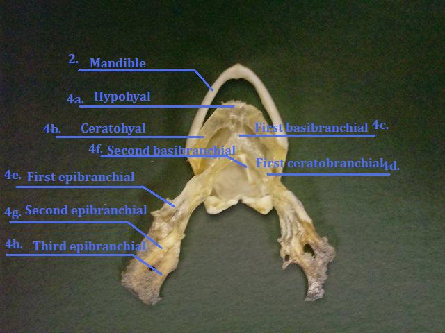 Skull_ventral_def