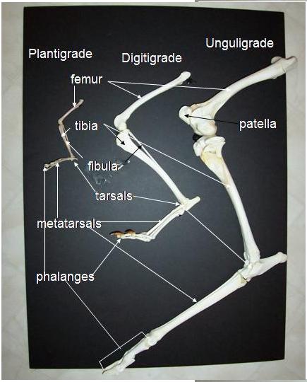 Biomehanics overview