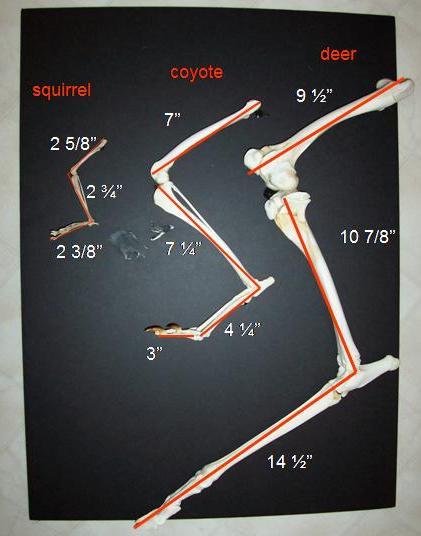 Bone Length Ratios