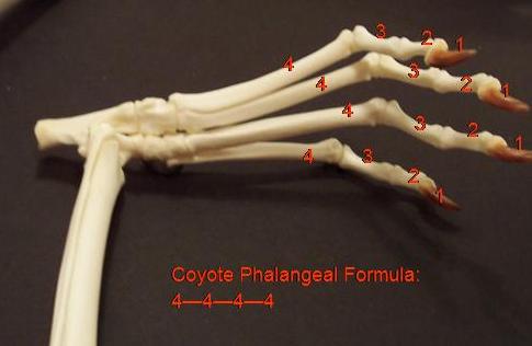 Coyote Phalangeal Formula